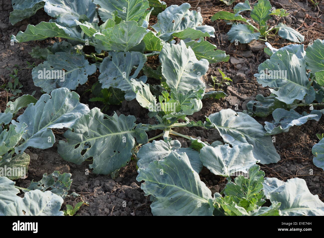 Cabbage field. Cultivation of cabbage in an open ground in the field ...