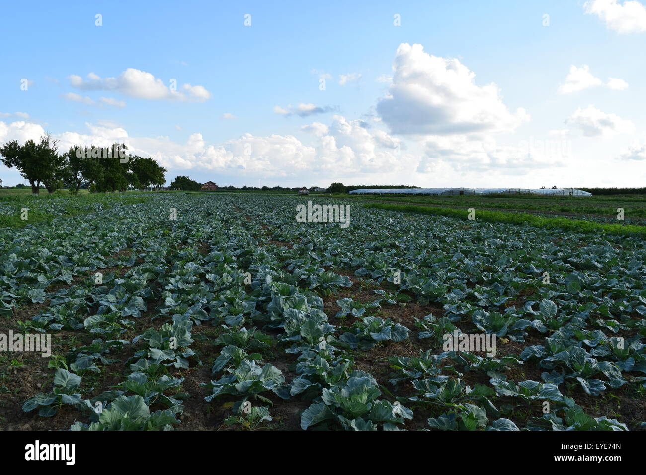 Cabbage field. Cultivation of cabbage in an open ground in the field ...