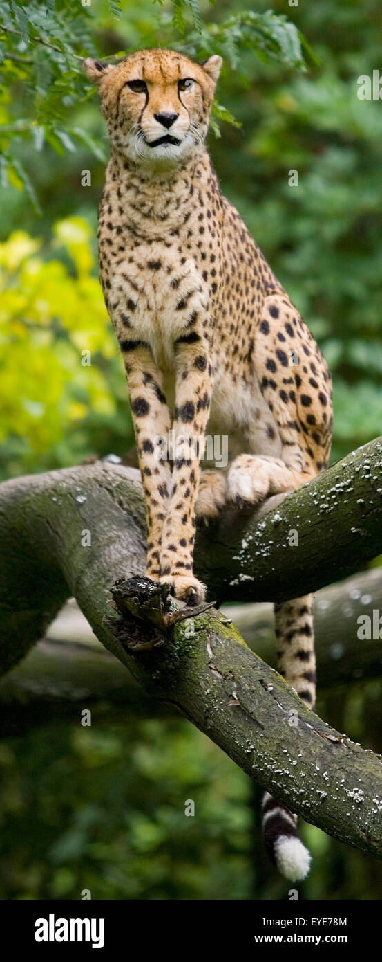 Full length zoo animal animals hi-res stock photography and images - Alamy
