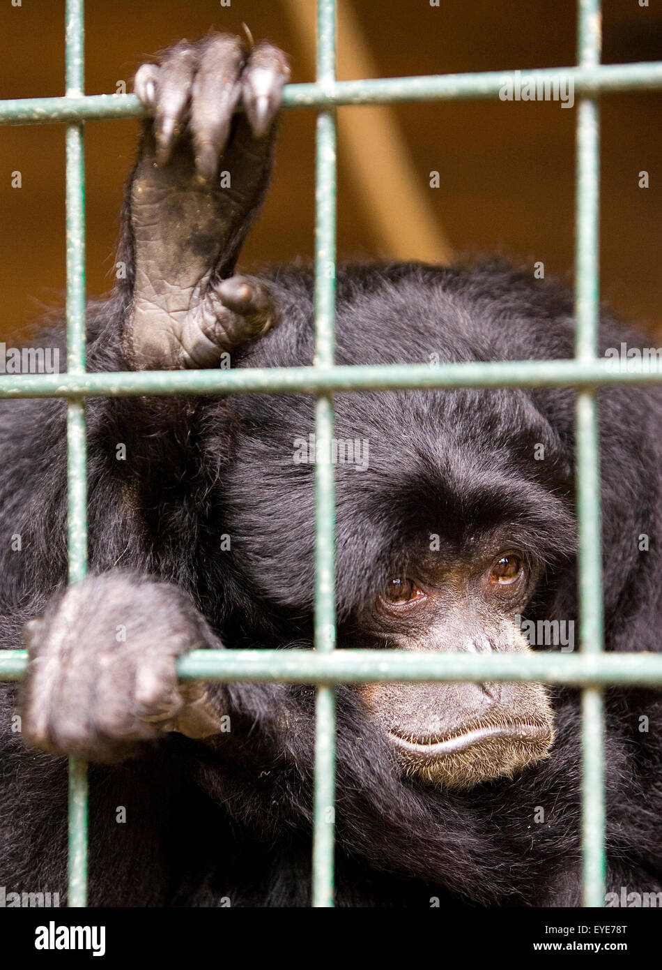 Cross monkey bars hi-res stock photography and images - Alamy