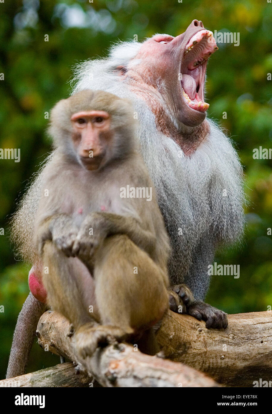 Monkeys zoo screaming hi-res stock photography and images - Alamy