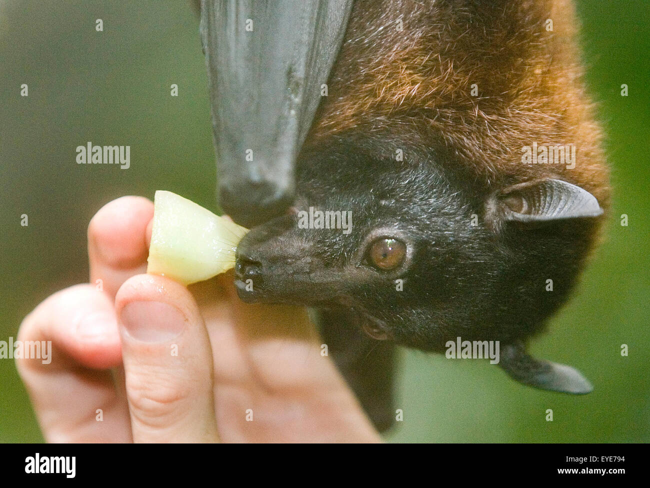Flying bat on person hi-res stock photography and images - Alamy