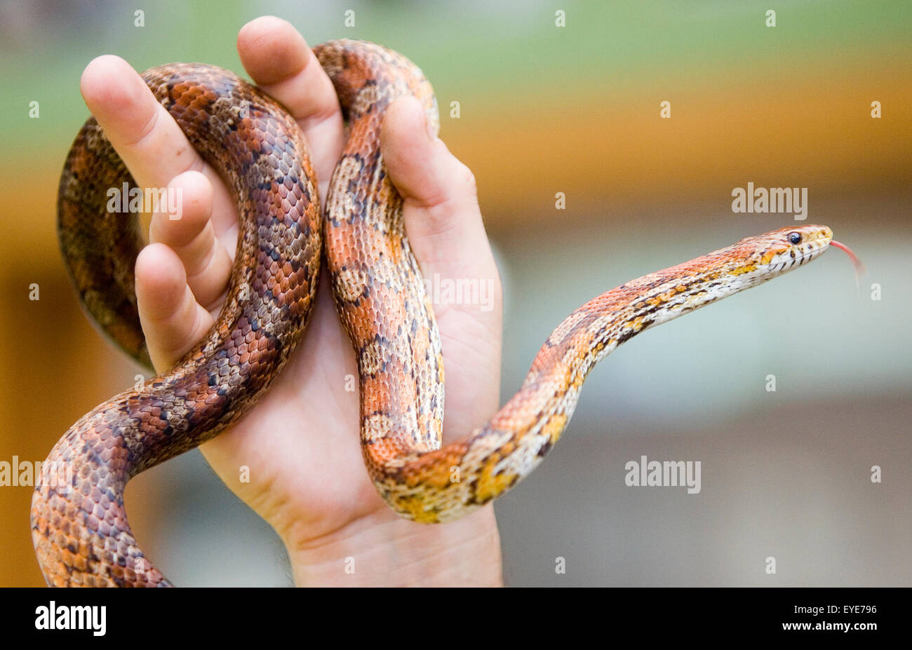 Zoo snakes hi-res stock photography and images - Alamy