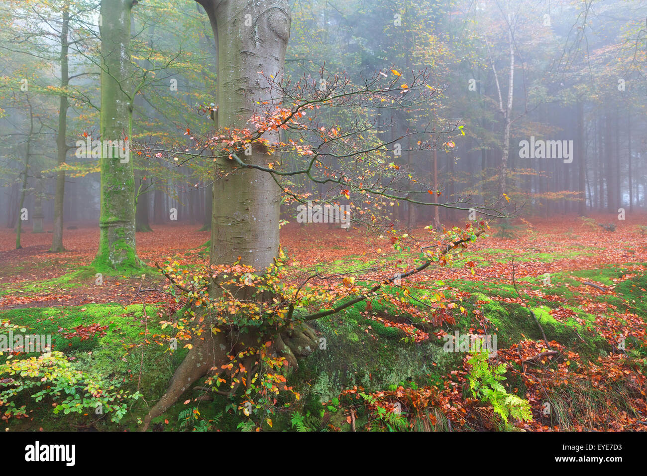 colorful beech foggy forest in fall Stock Photo - Alamy
