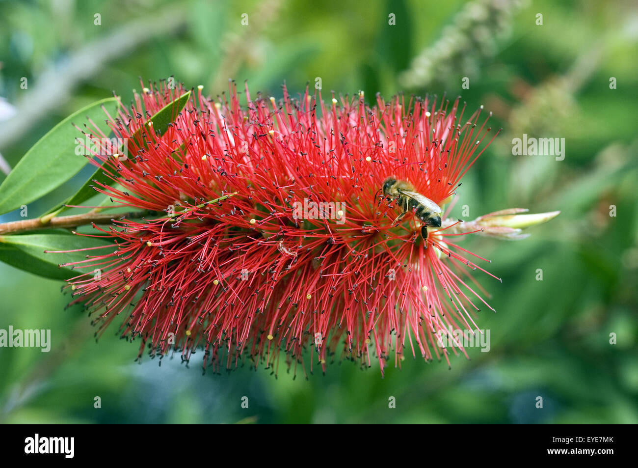 Biene auf Zylinderputzer Stock Photo - Alamy