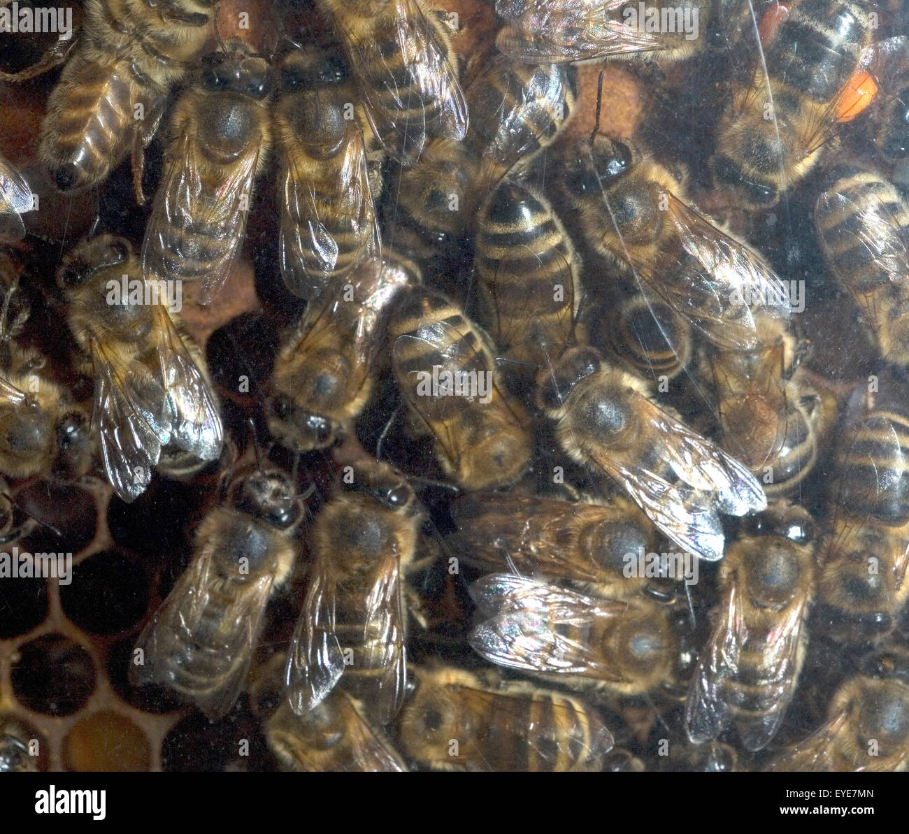 Nahaufnahme insekten hi-res stock photography and images - Alamy