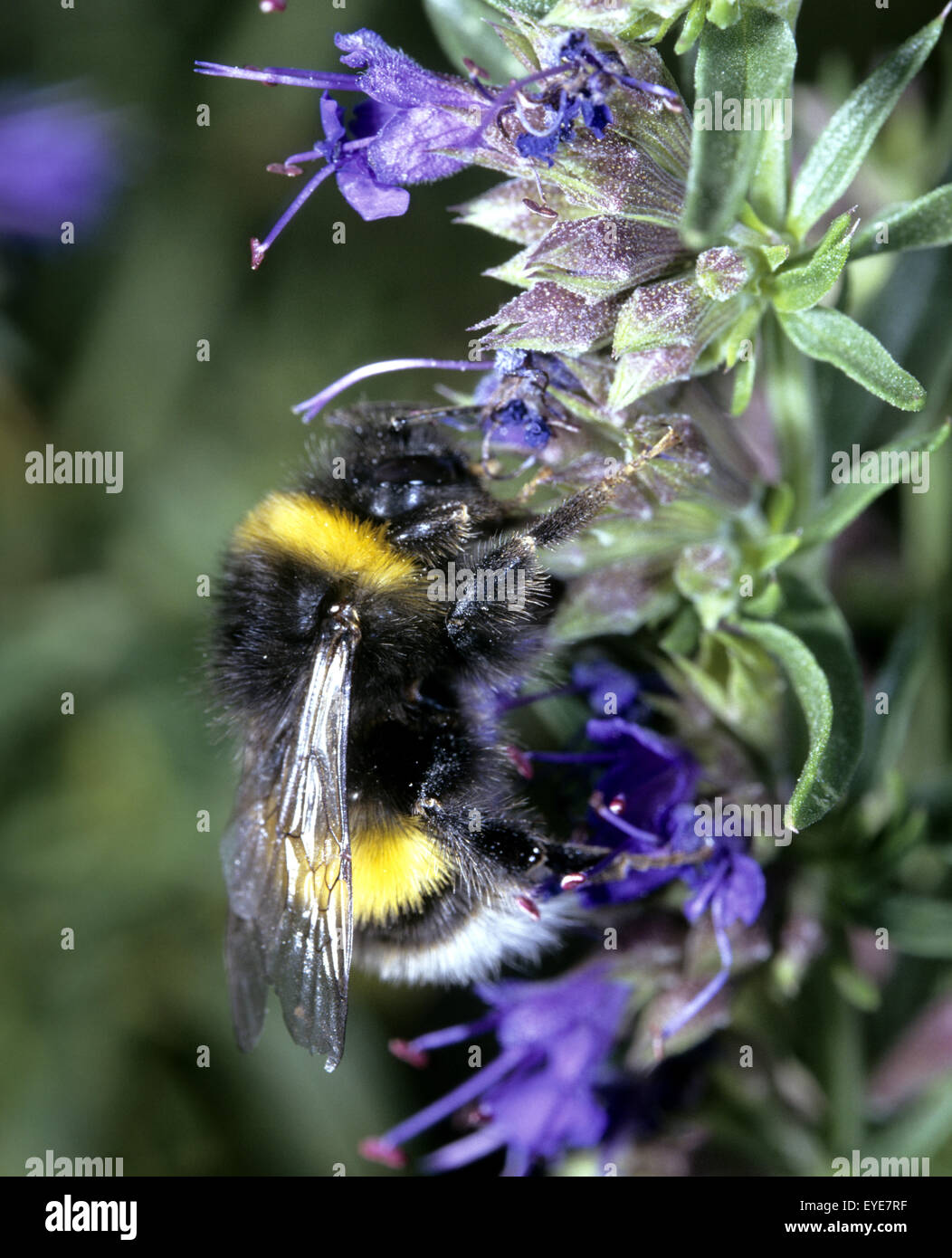 Hummel, Bombus lucorum Stock Photo - Alamy
