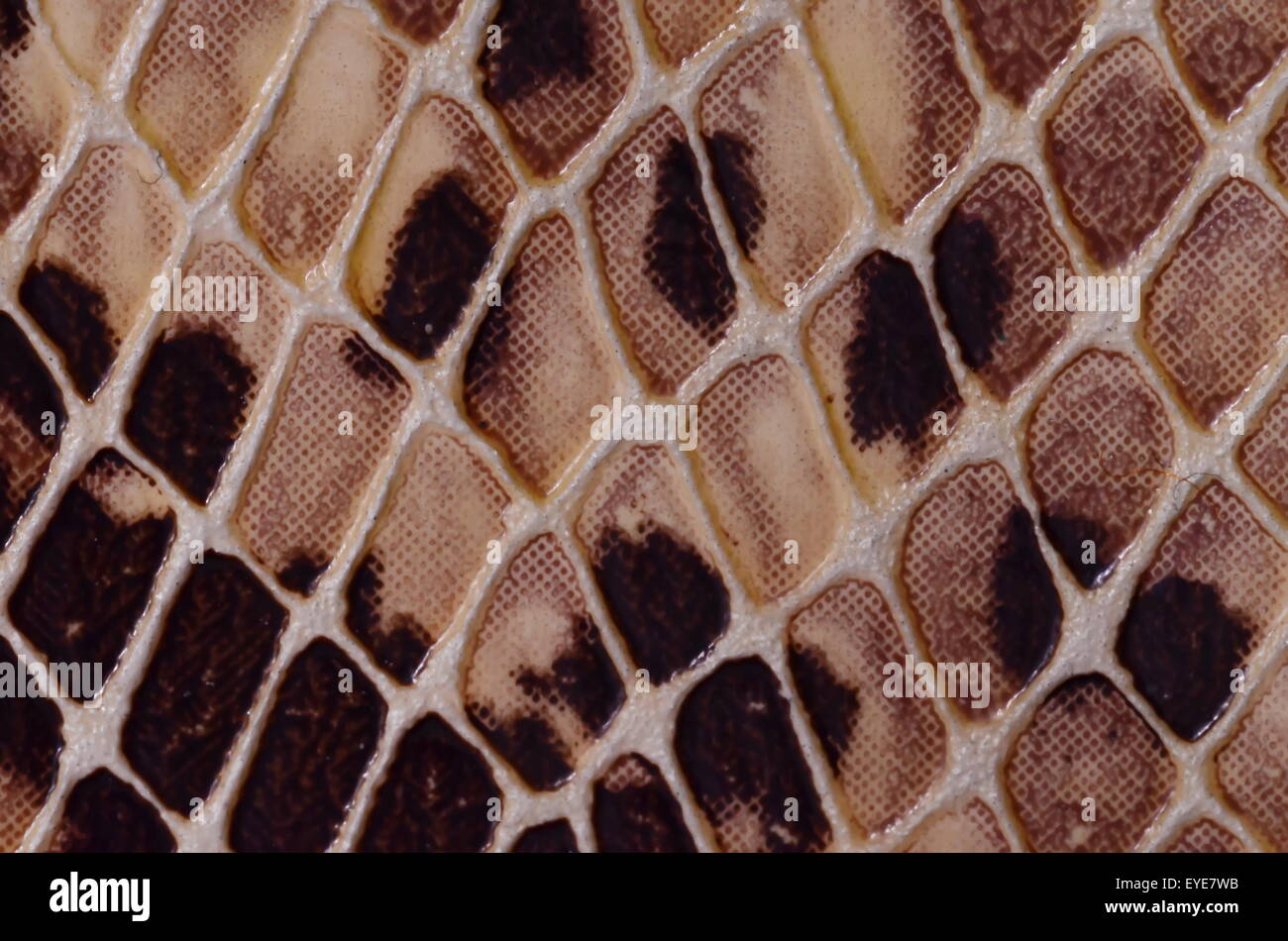 Snake Skin Seamless Pattern Texture Stock Photo - Alamy