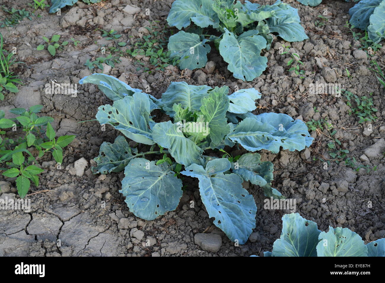 Cabbage field. Cultivation of cabbage in an open ground in the field ...