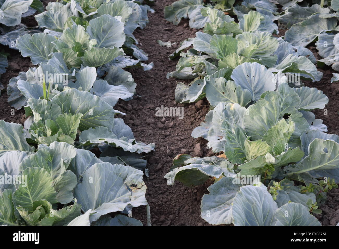 Cabbage field. Cultivation of cabbage in an open ground in the field ...