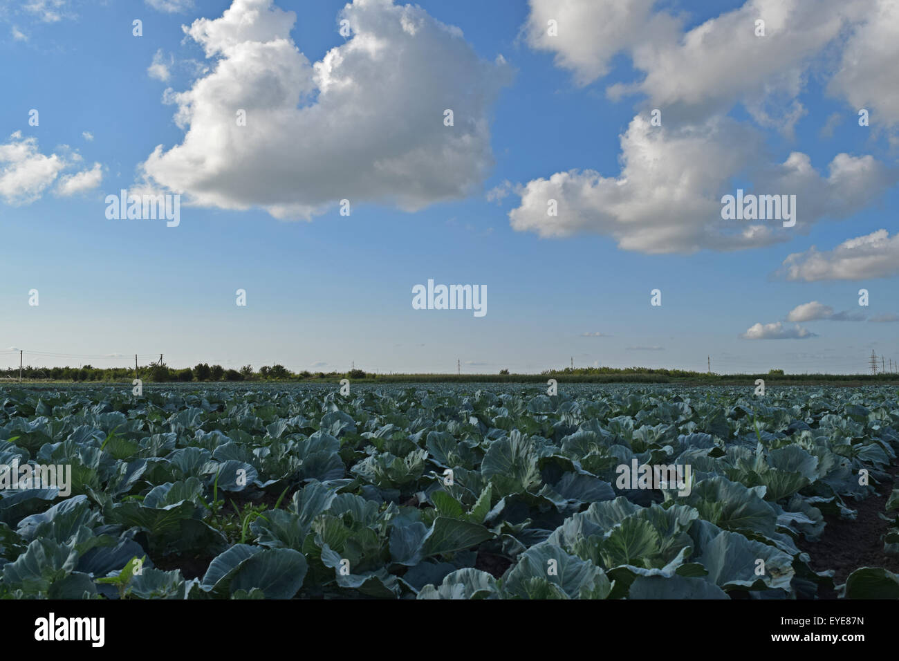 Cabbage field. Cultivation of cabbage in an open ground in the field ...