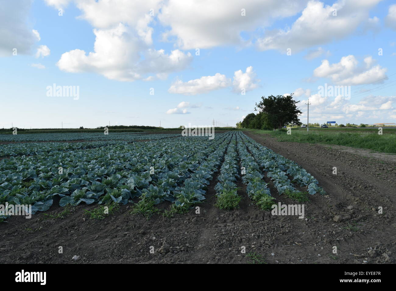 Cabbage field. Cultivation of cabbage in an open ground in the field ...