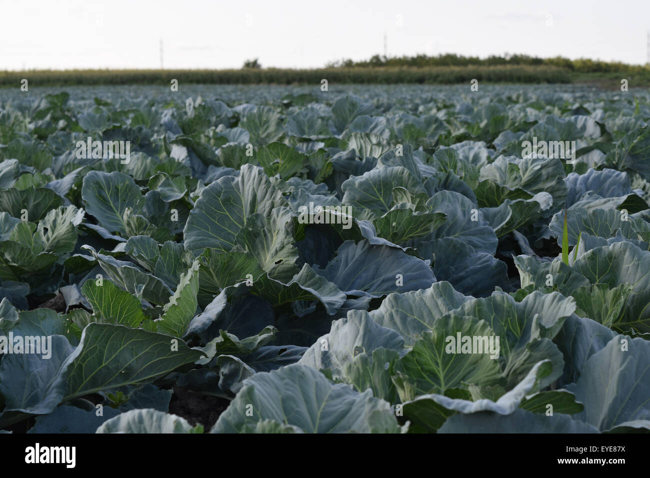 Cabbage field. Cultivation of cabbage in an open ground in the field ...
