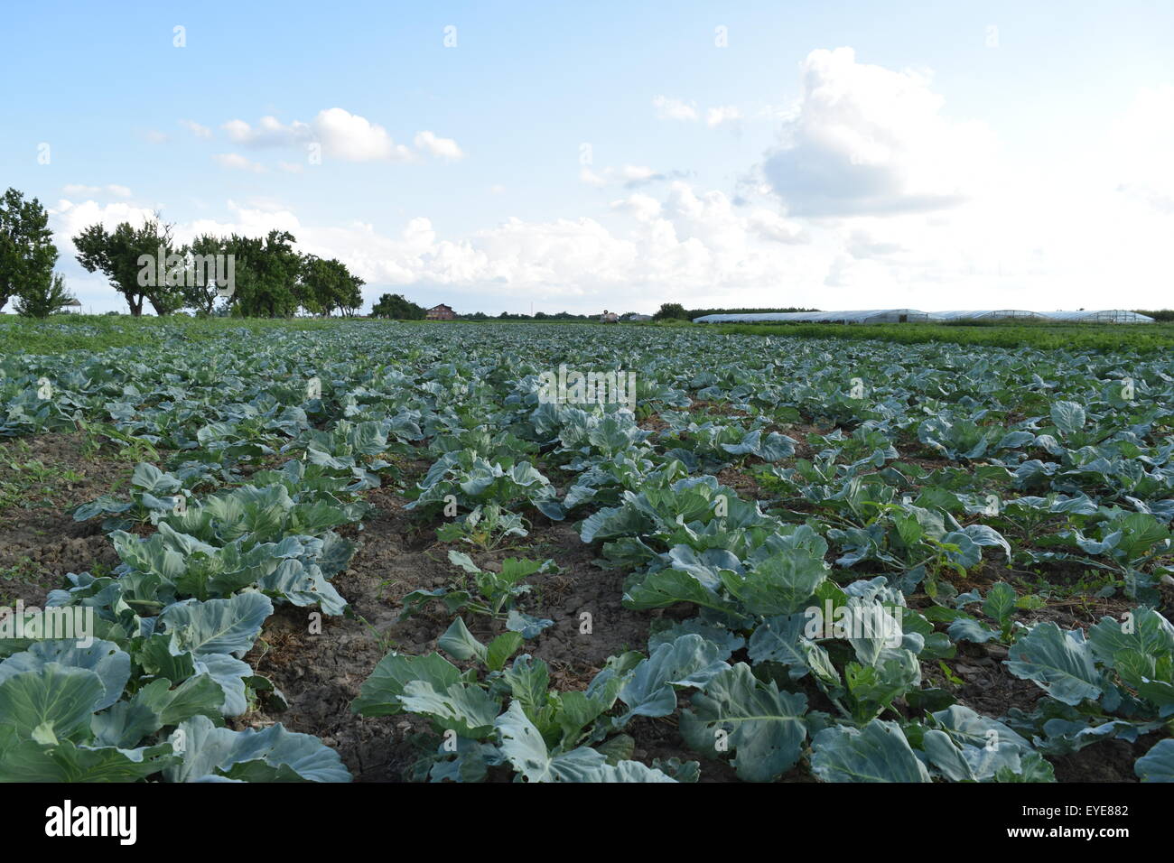 Cabbage field. Cultivation of cabbage in an open ground in the field ...
