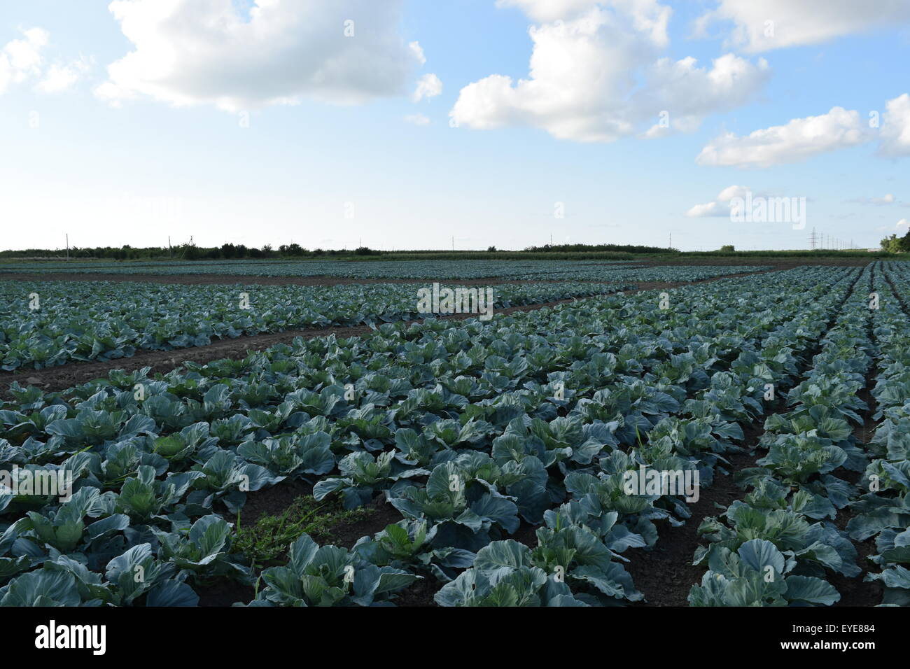 Cabbage field. Cultivation of cabbage in an open ground in the field ...