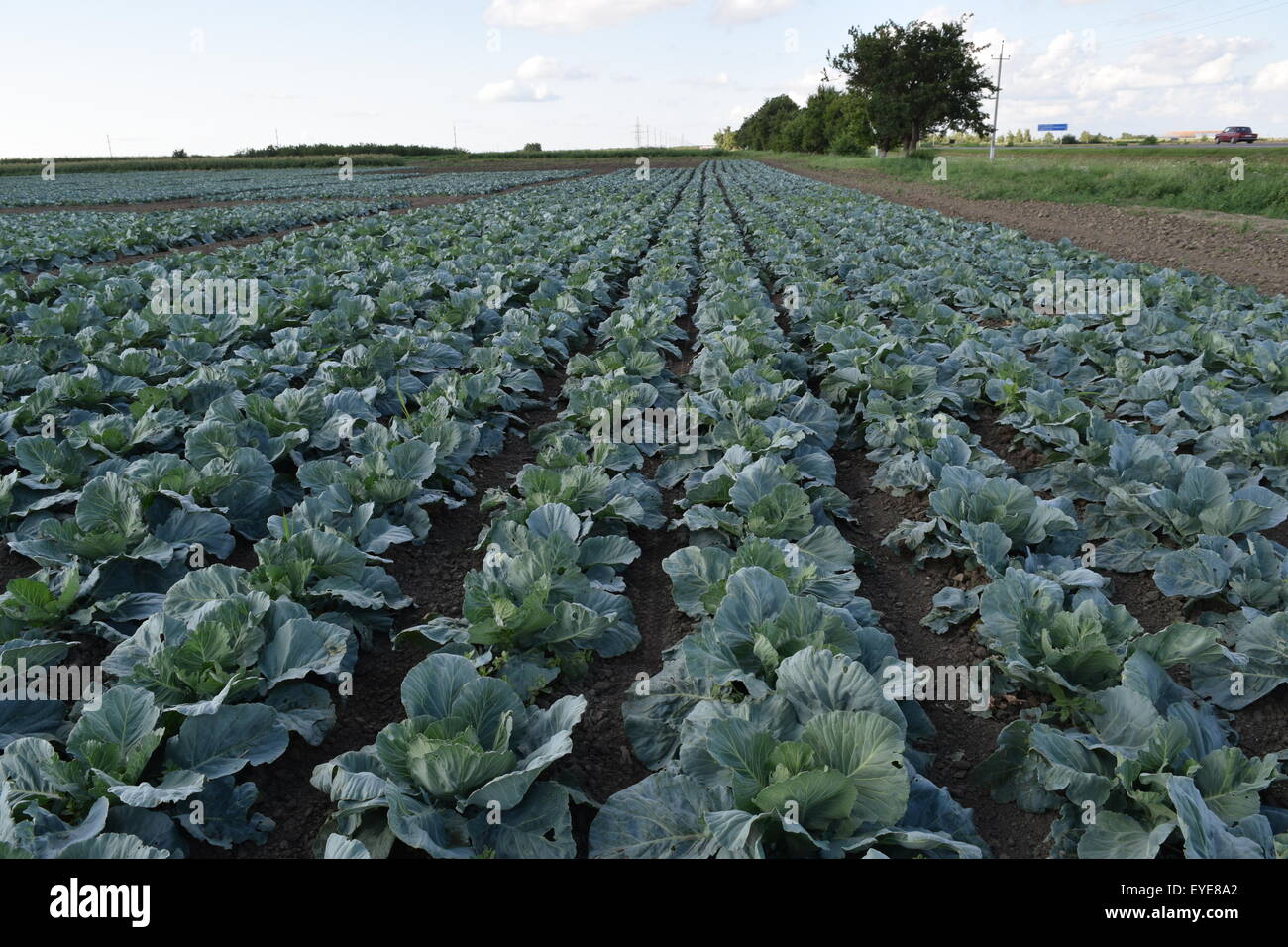 Cabbage field. Cultivation of cabbage in an open ground in the field ...