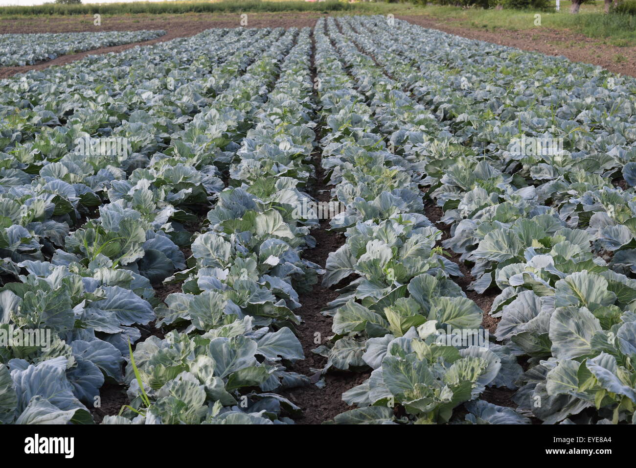 Cabbage field. Cultivation of cabbage in an open ground in the field ...