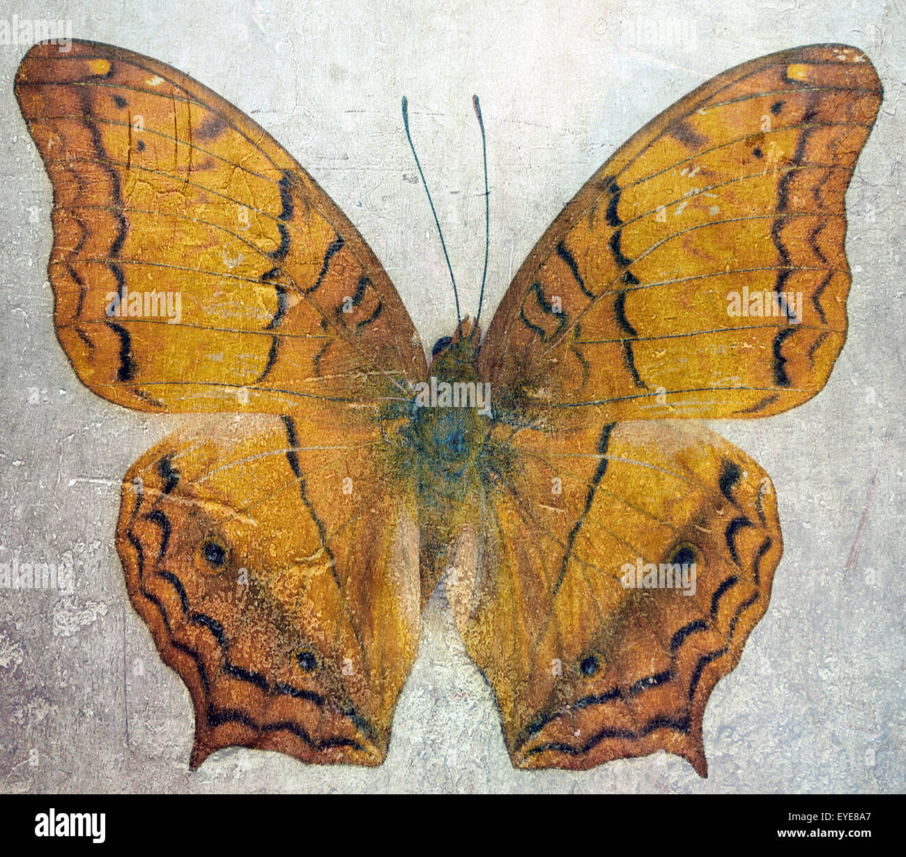 lots of Butterfly background image Stock Photo - Alamy