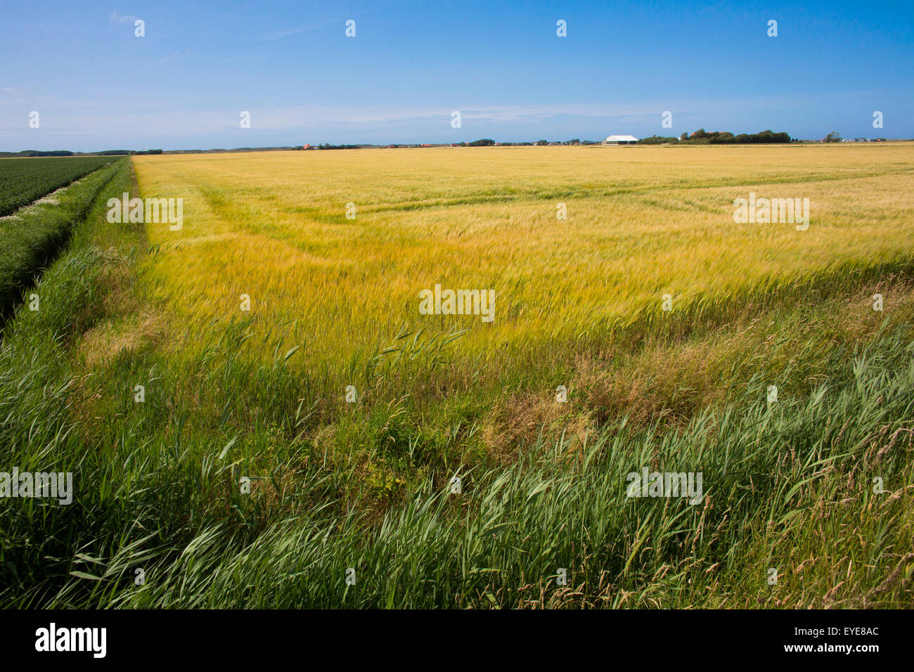 wheat production in the netherlands Stock Photo - Alamy