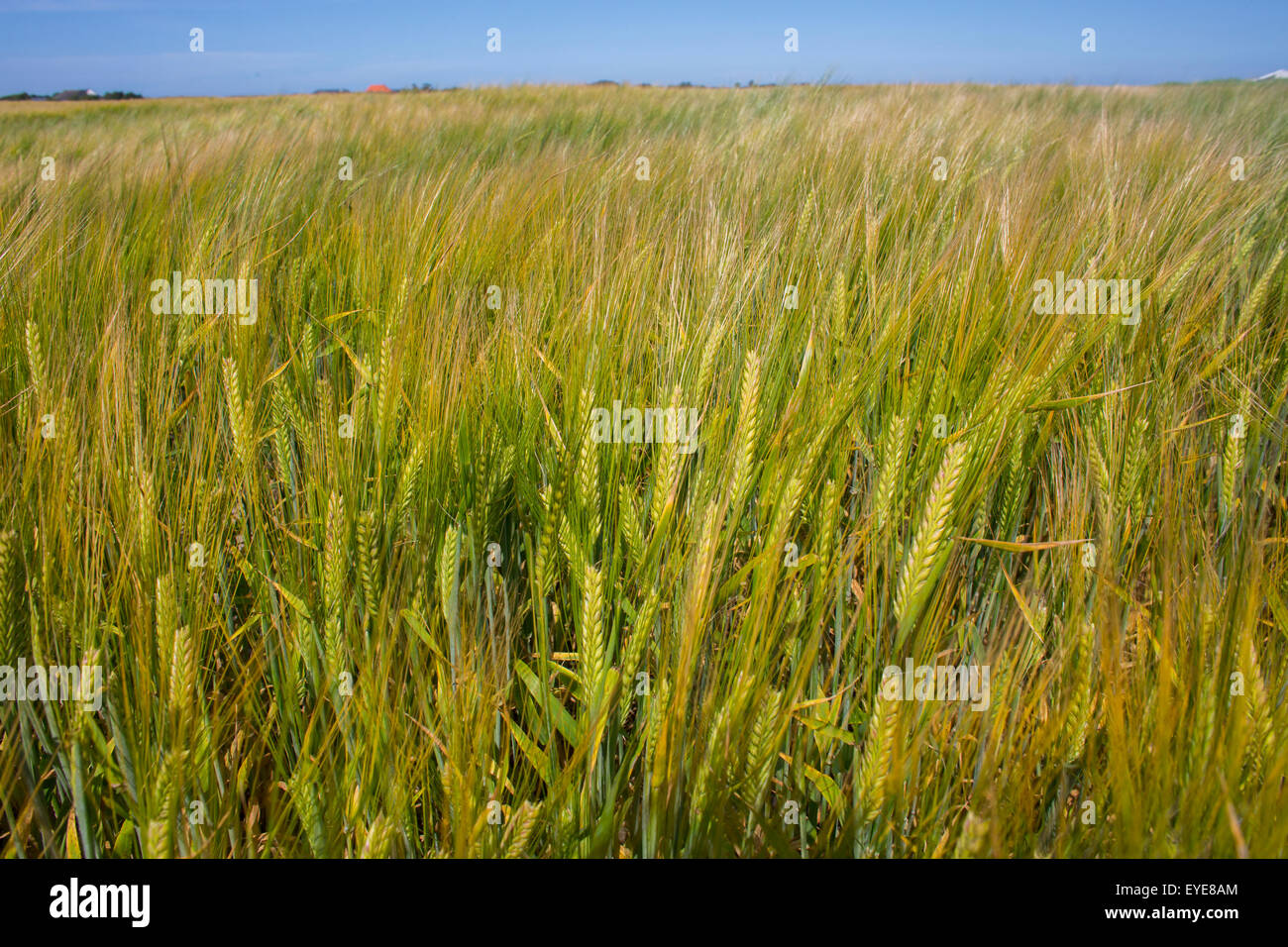 wheat production in the netherlands Stock Photo - Alamy