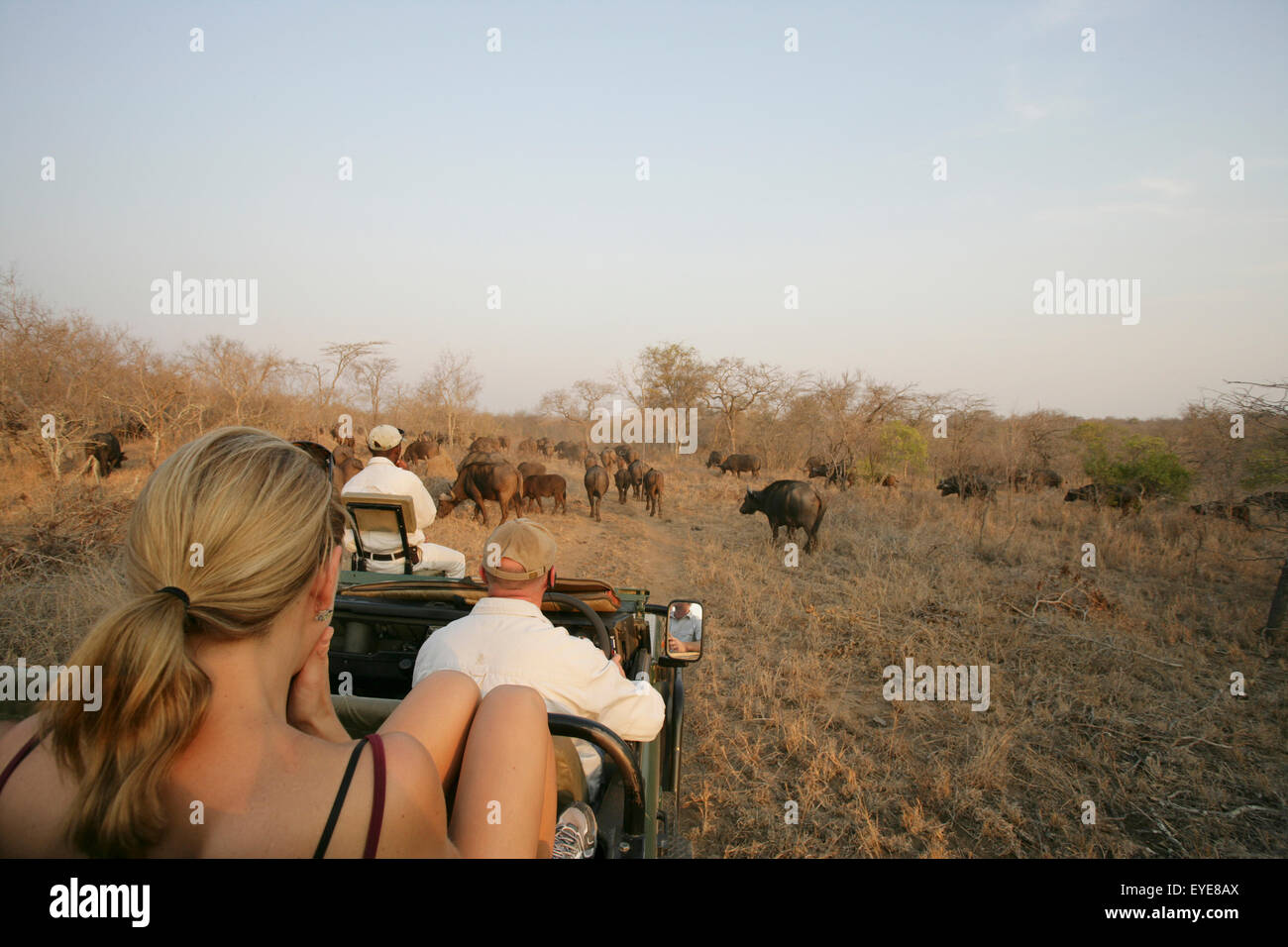 Game Drive Kruger Park, South Africa Stock Photo - Alamy