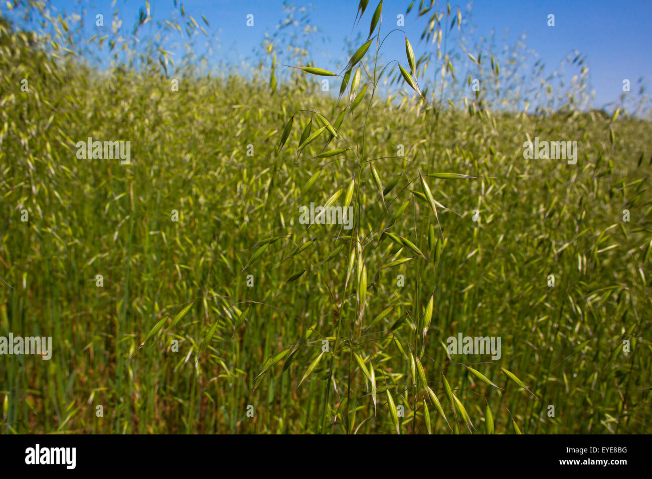 Oats grass in farm hi-res stock photography and images - Alamy