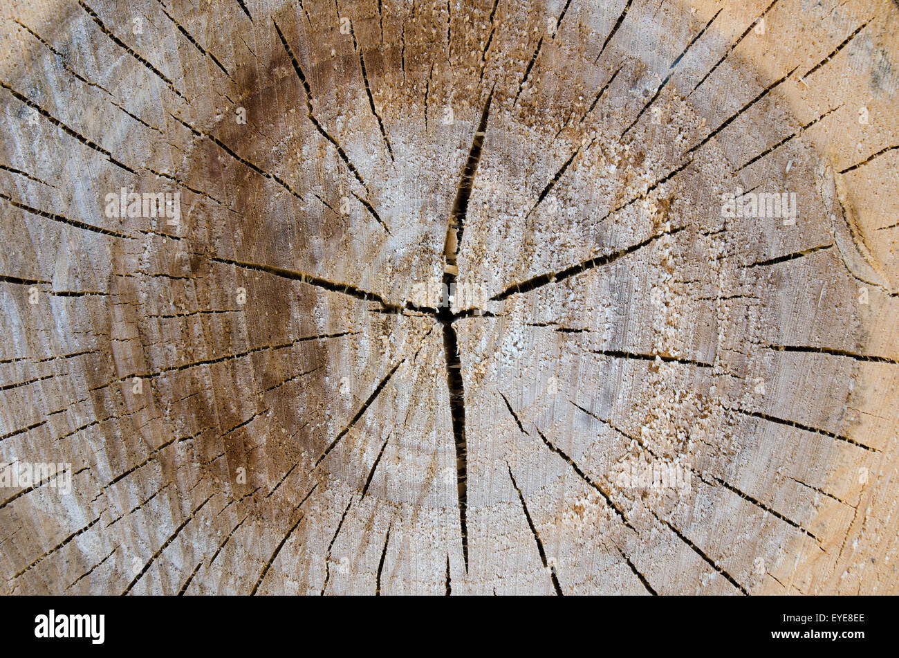 Cut log end Stock Photo - Alamy Cut log end Stock Photo - Alamy