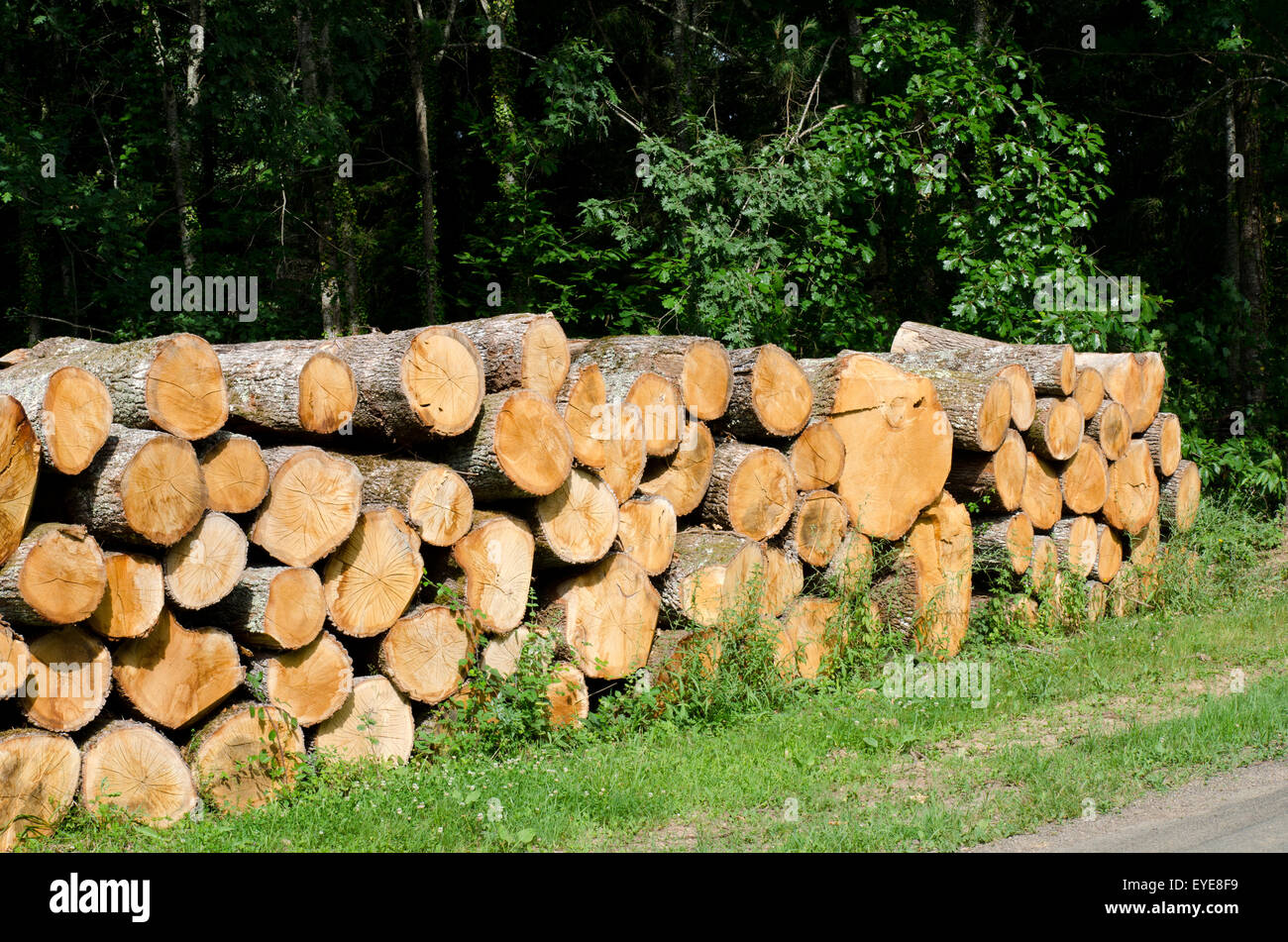 Ends of logs texture hi-res stock photography and images - Alamy