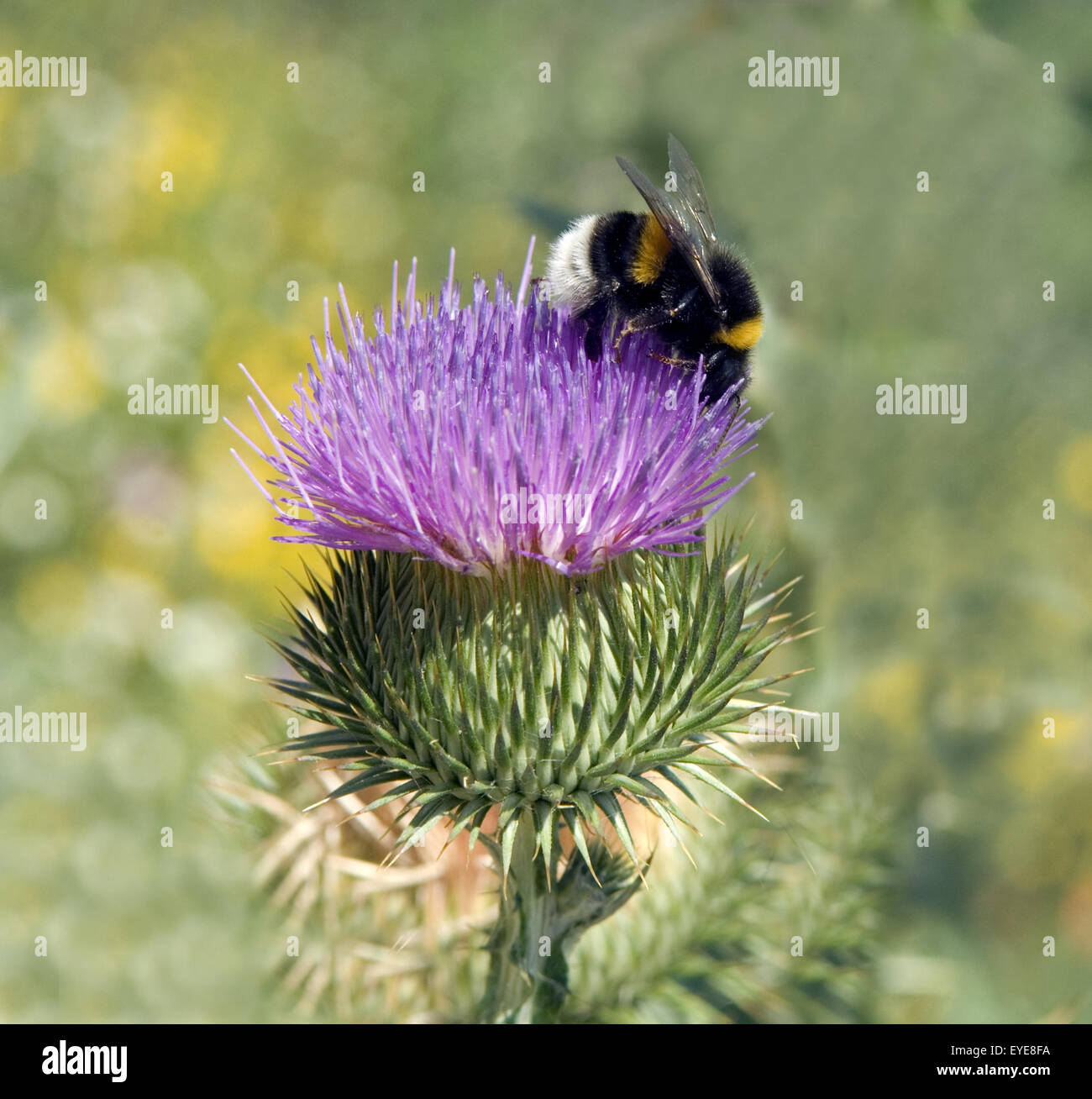 Große erdhummel bombus magnus hi-res stock photography and images - Alamy