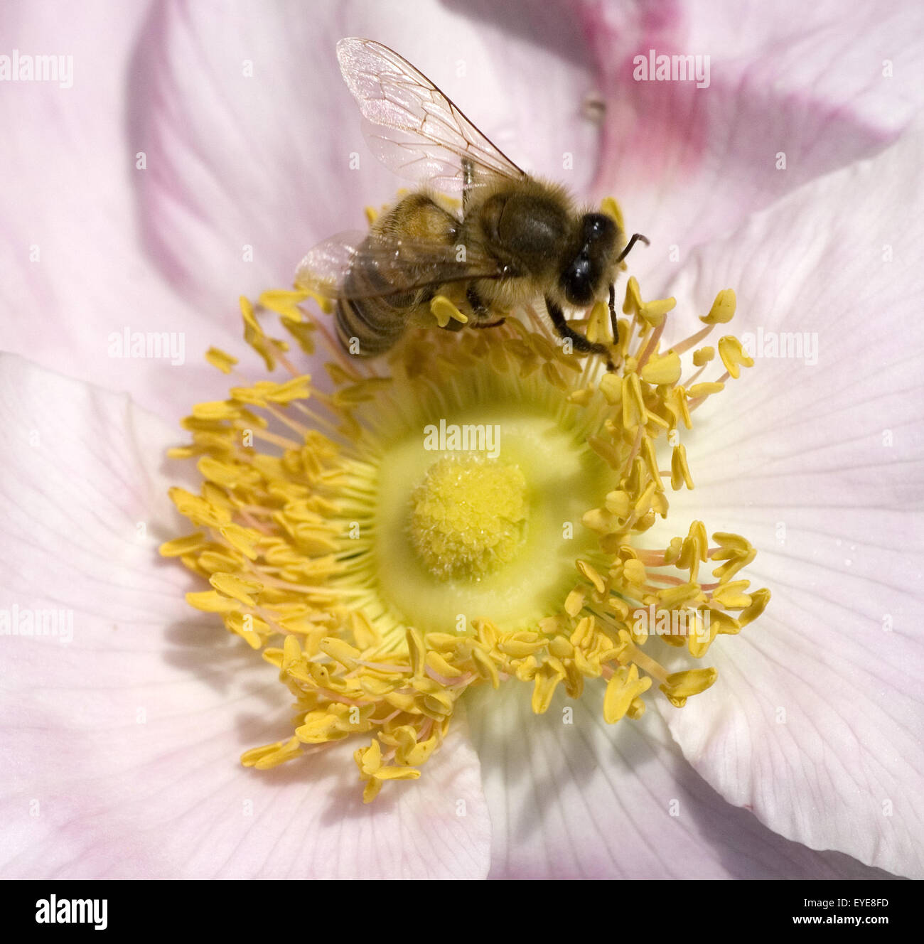 Westliche Biene High Resolution Stock Photography and Images - Alamy