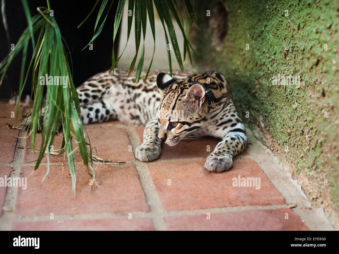 Mammal body parts hi-res stock photography and images - Alamy