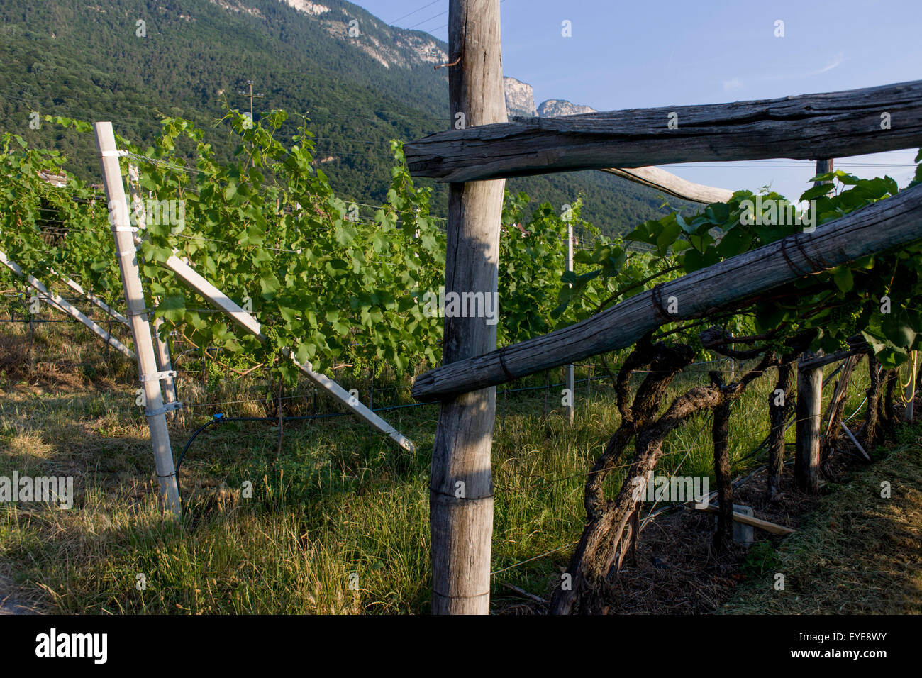 Traditional rack method and vineyards in the wine growing region south ...