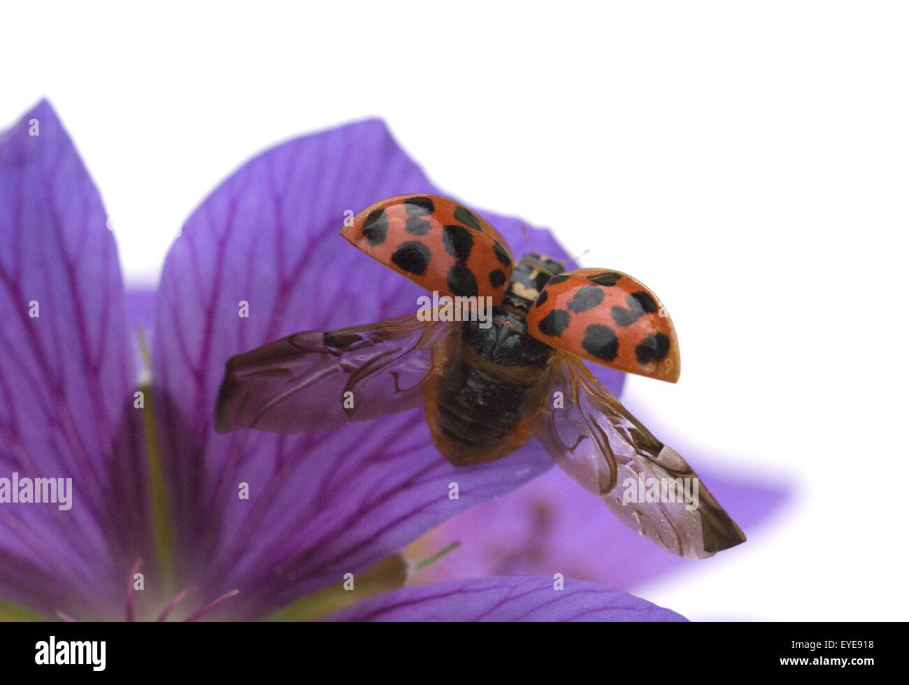 Marienkaefer hi-res stock photography and images - Alamy