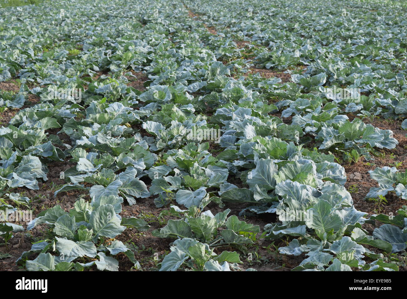 Cabbage field. Cultivation of cabbage in an open ground in the field ...