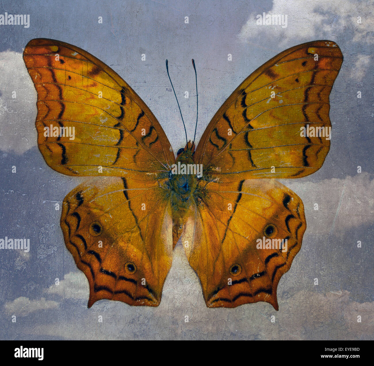 lots of Butterfly background image Stock Photo - Alamy