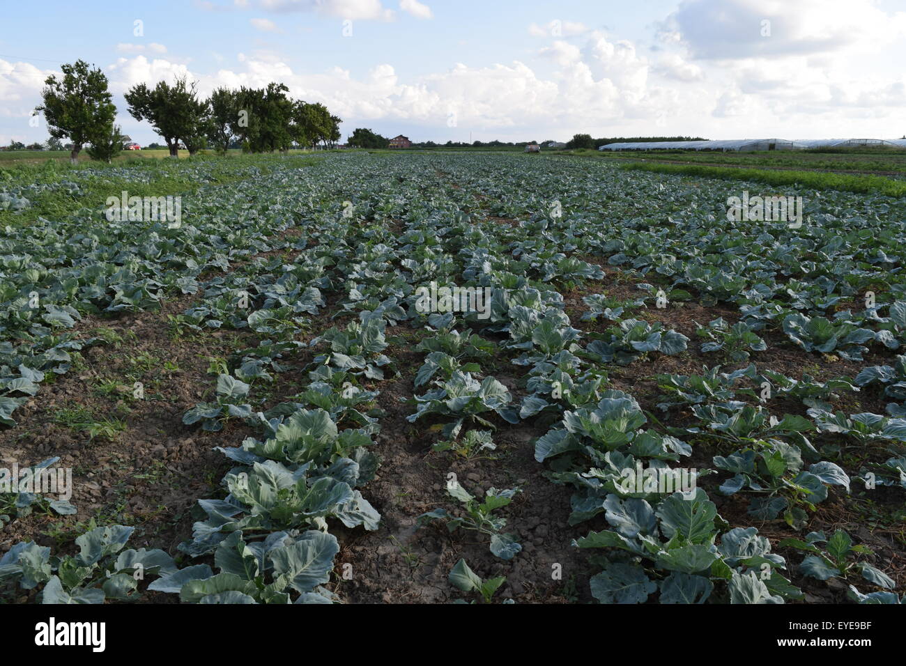 Cabbage field. Cultivation of cabbage in an open ground in the field ...