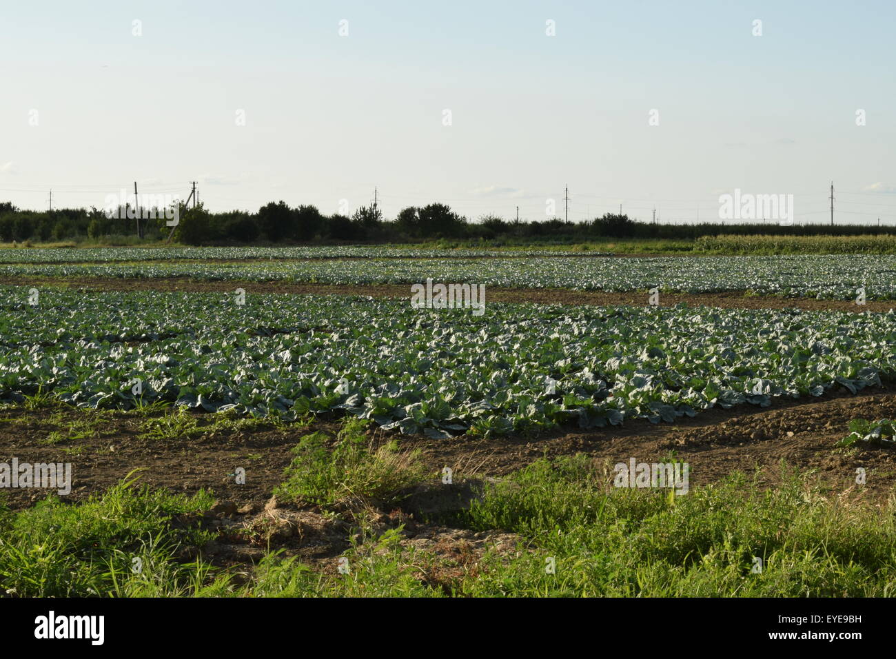 Cabbage field. Cultivation of cabbage in an open ground in the field ...