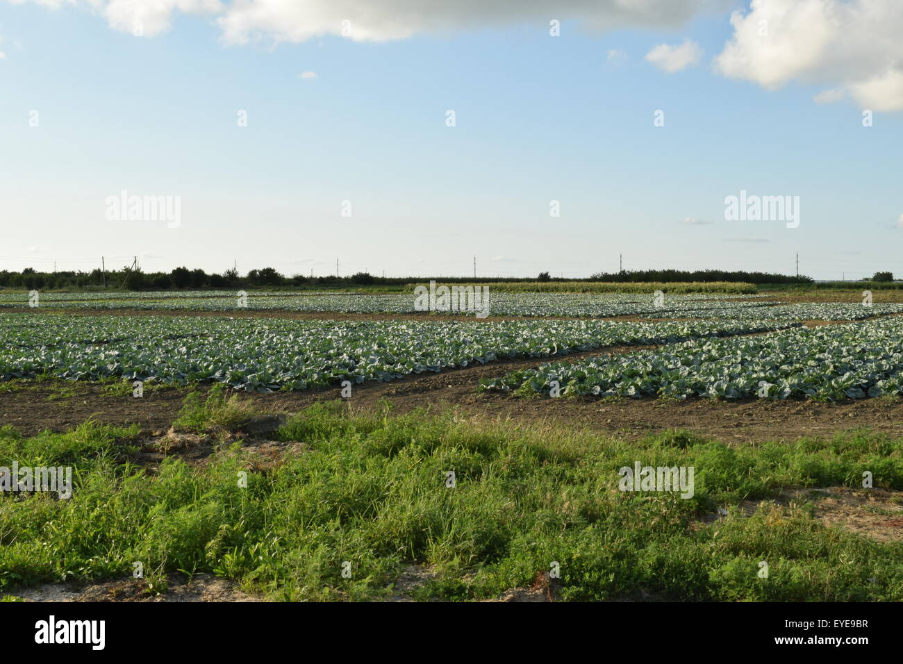 Cabbage field. Cultivation of cabbage in an open ground in the field ...