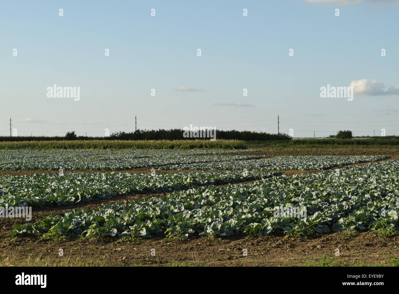 Cabbage field. Cultivation of cabbage in an open ground in the field ...
