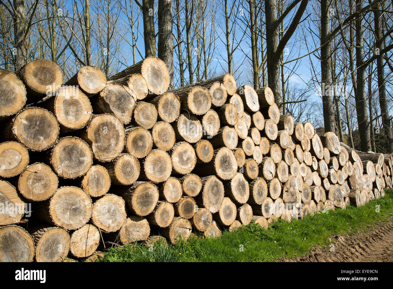Stacked timber piled up, Sutton, Suffolk, England, UK Stock Photo - Alamy