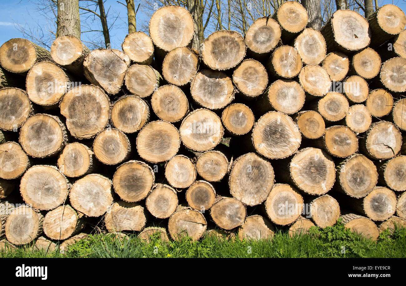 Stacked timber piled up, Sutton, Suffolk, England, UK Stock Photo - Alamy