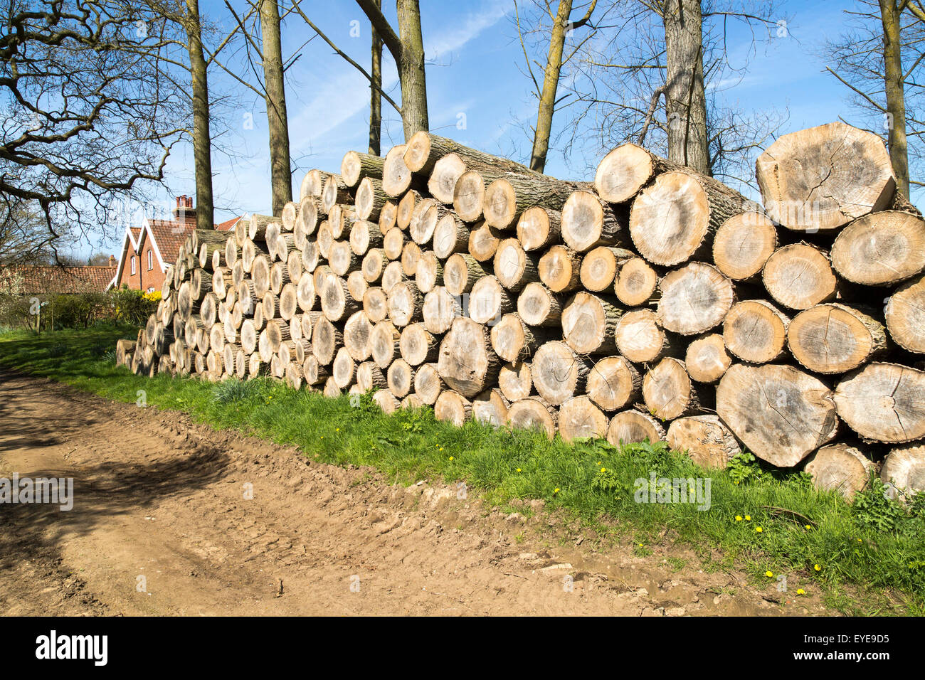 Piled tree trunks with forest hi-res stock photography and images - Alamy