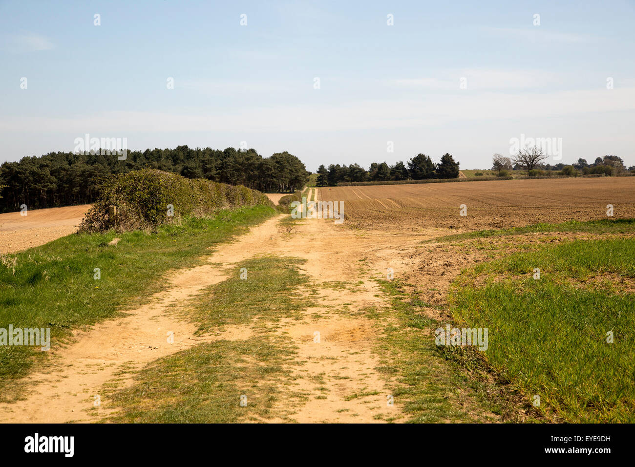 Farm track sandy soil of ploughed fields former Sandlings heathland ...