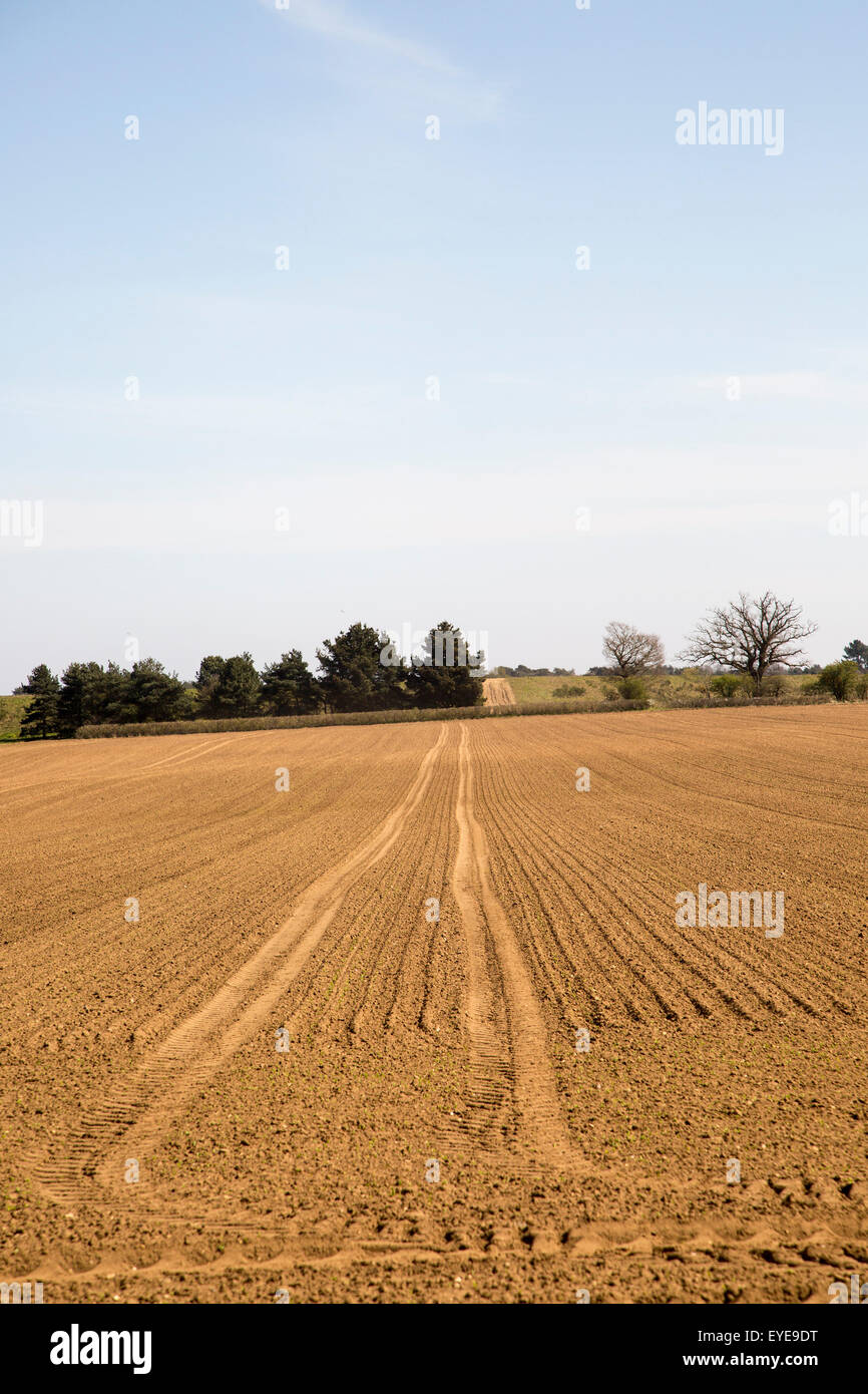 Sandy soil of ploughed field former Sandlings heathland Sutton, Suffolk ...