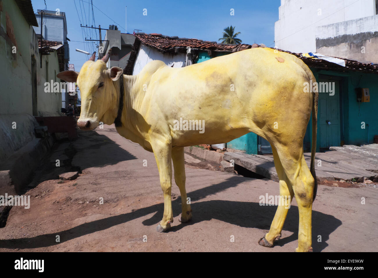 Yellow Cow On A Backstreet In Mysore, Karnataka, India Stock Photo - Alamy