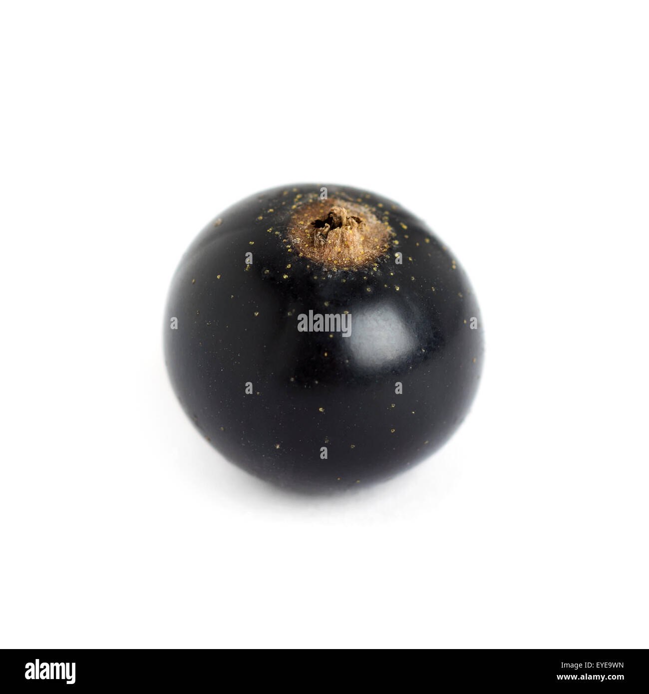 Black currant closeup on white background Stock Photo - Alamy