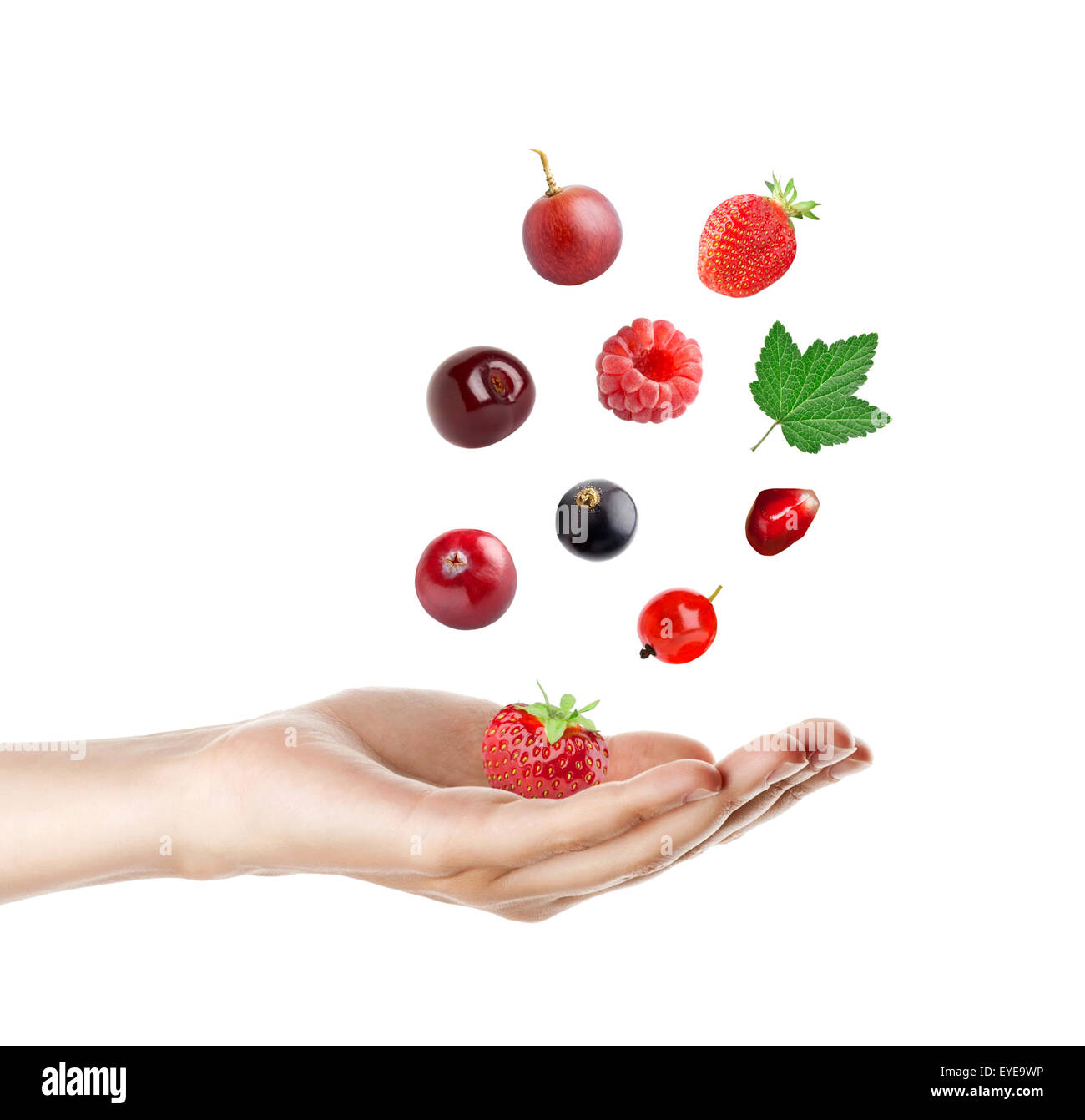 Falling fresh berries in hand on white background Stock Photo - Alamy