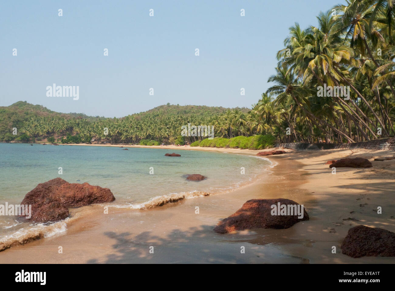 Cola tree hi-res stock photography and images - Alamy