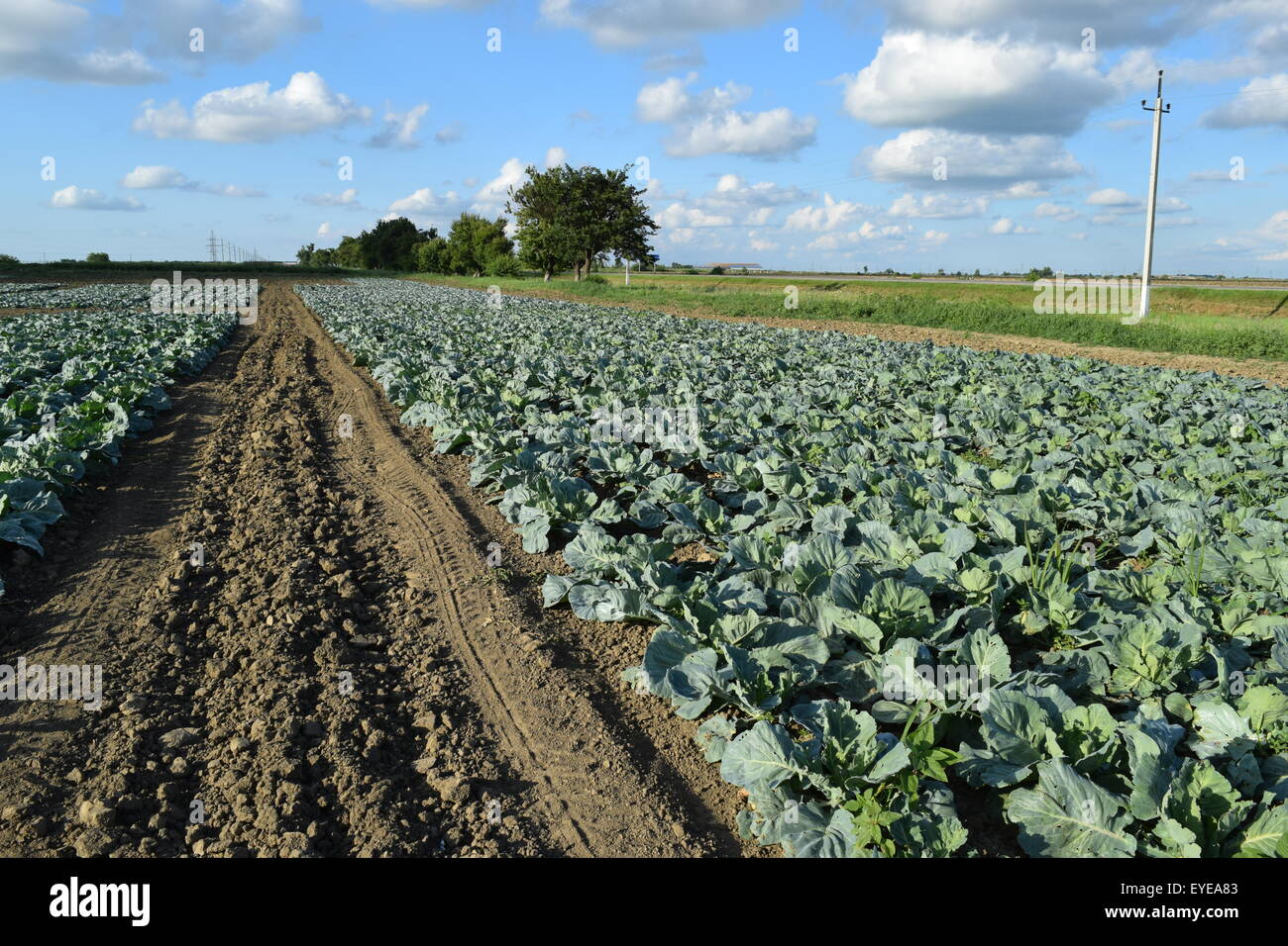 Cabbage field. Cultivation of cabbage in an open ground in the field ...