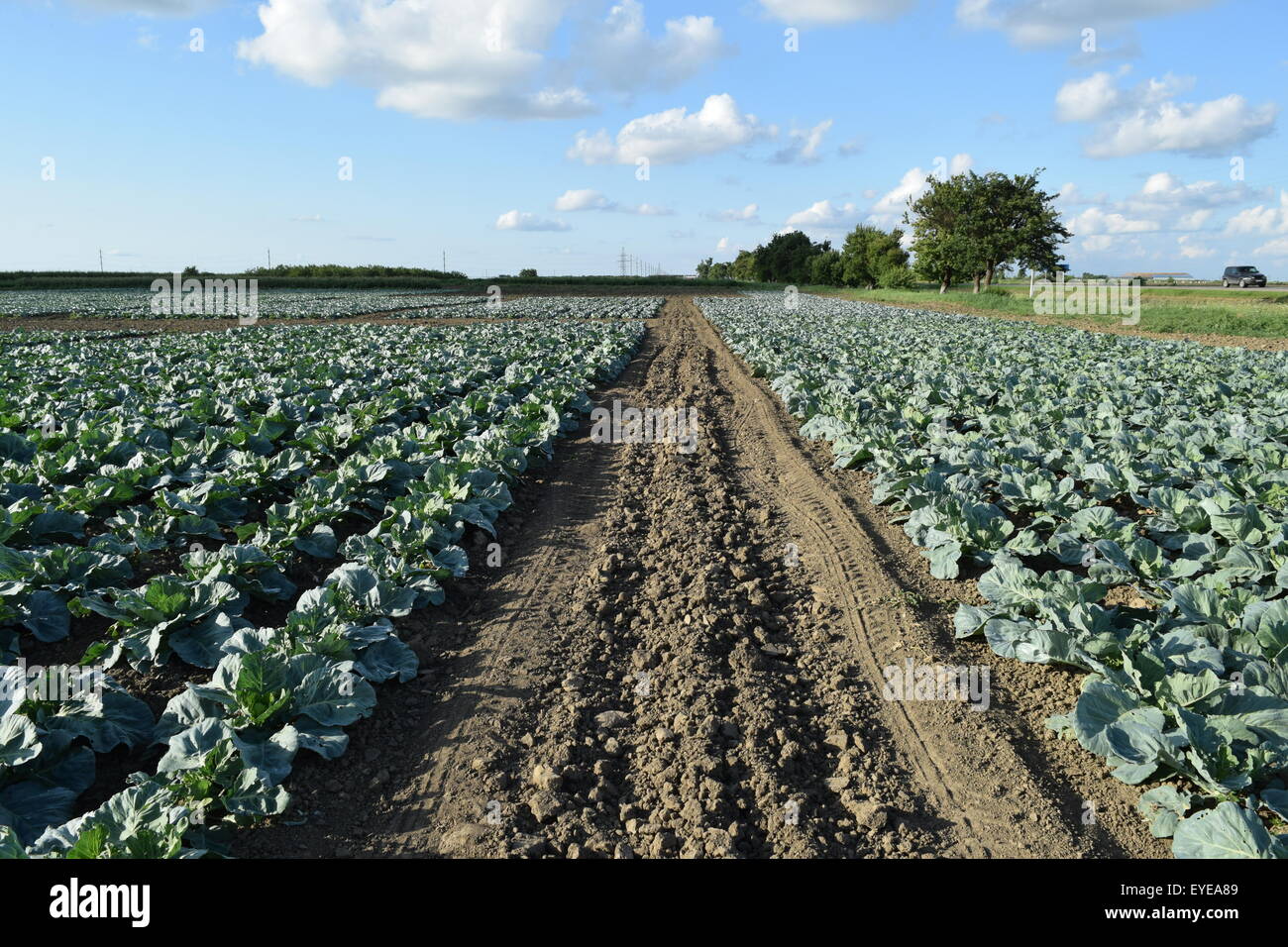 Cabbage field. Cultivation of cabbage in an open ground in the field ...